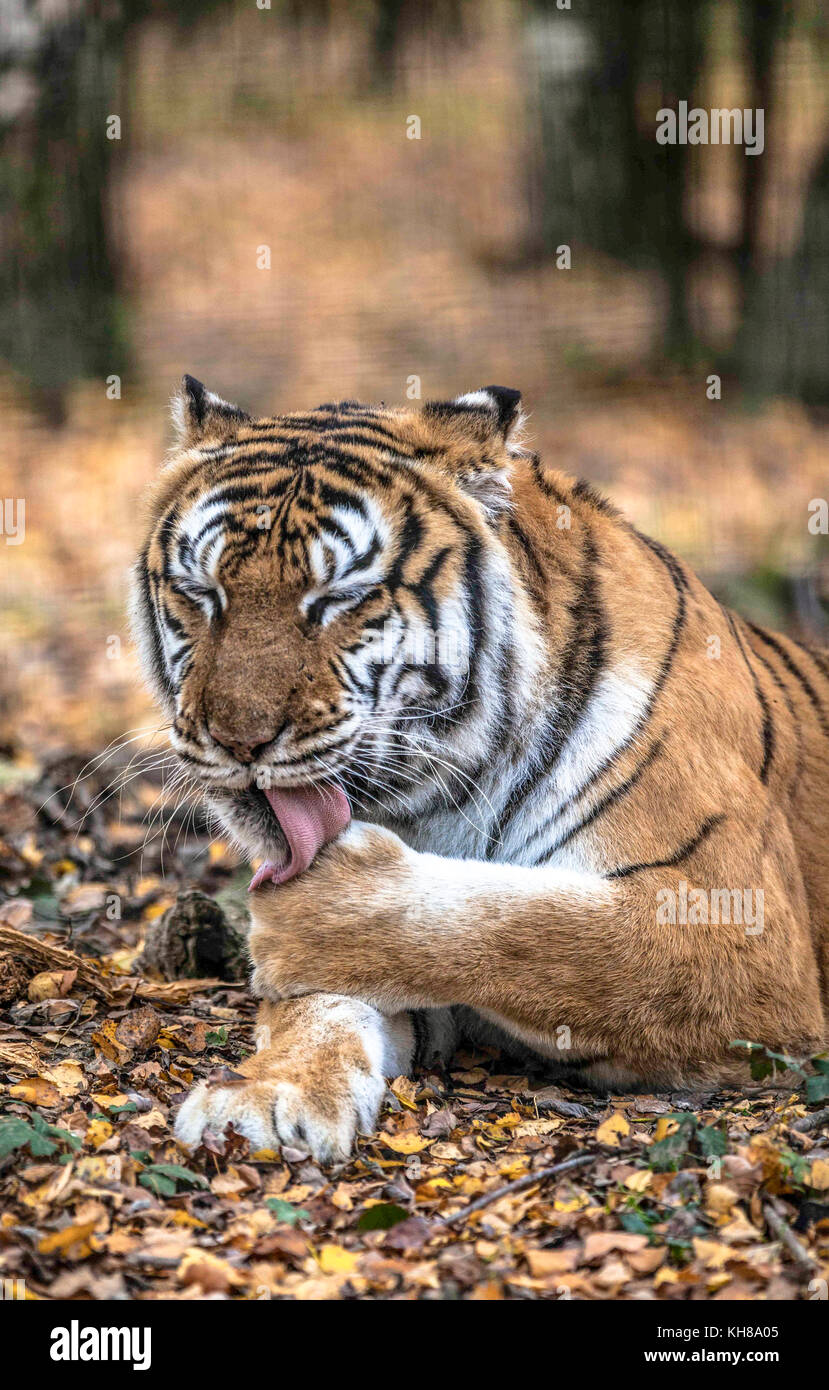 Siberian tiger licking his leg Stock Photo - Alamy