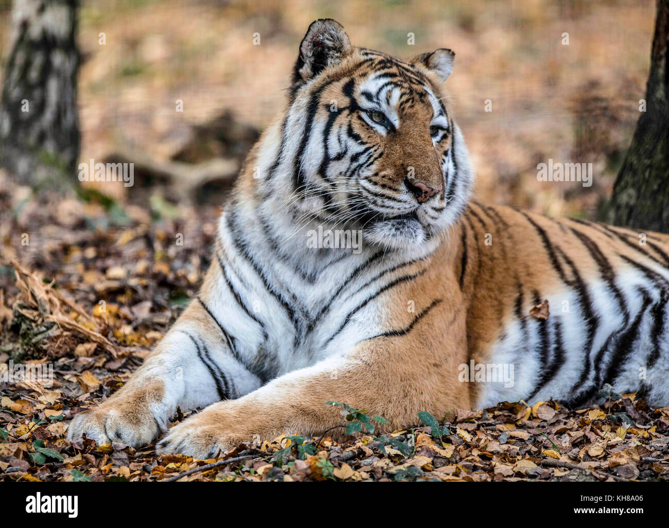 Siberian tigerin the wood Stock Photo - Alamy