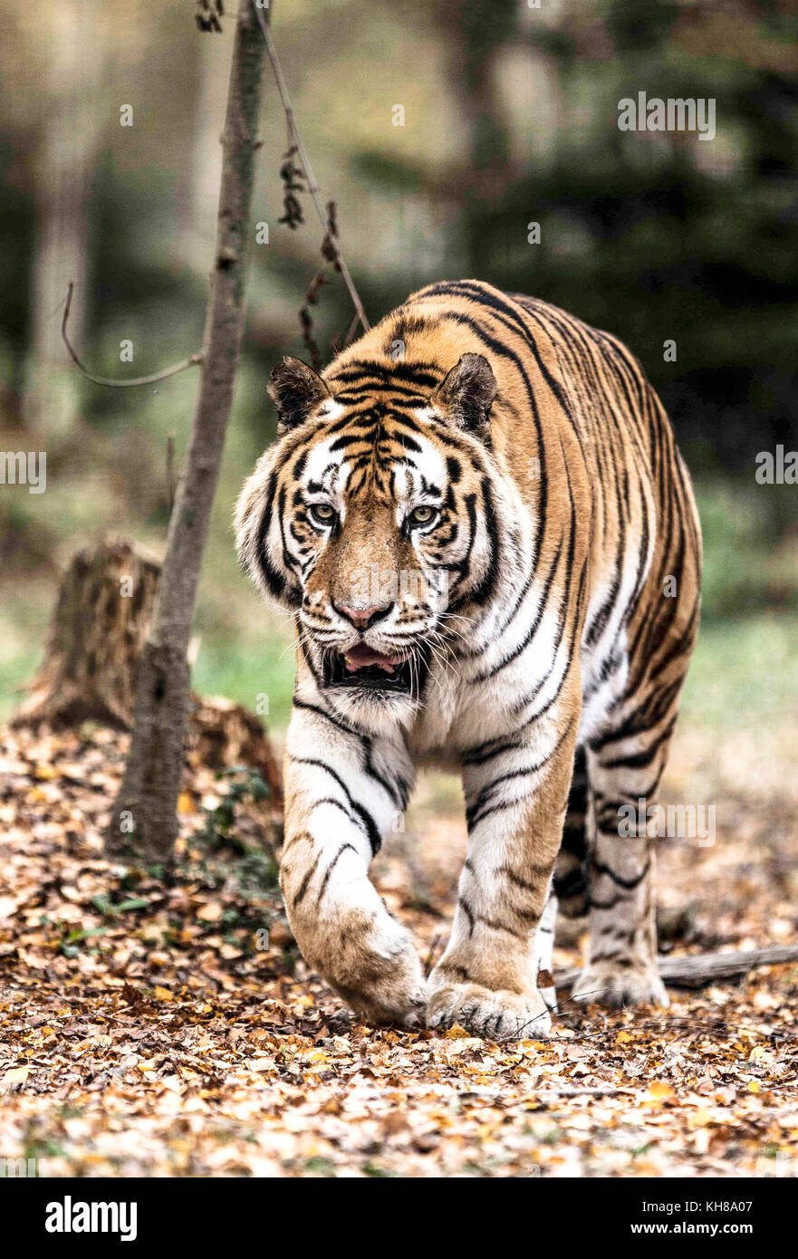 Siberian tiger in the wood Stock Photo - Alamy