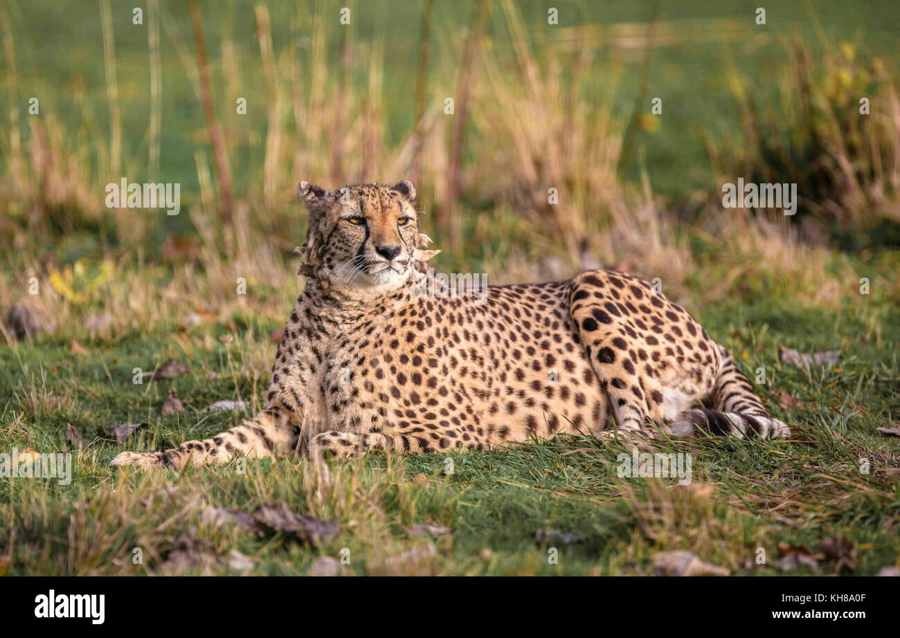 Cheetah in the wild Stock Photo - Alamy