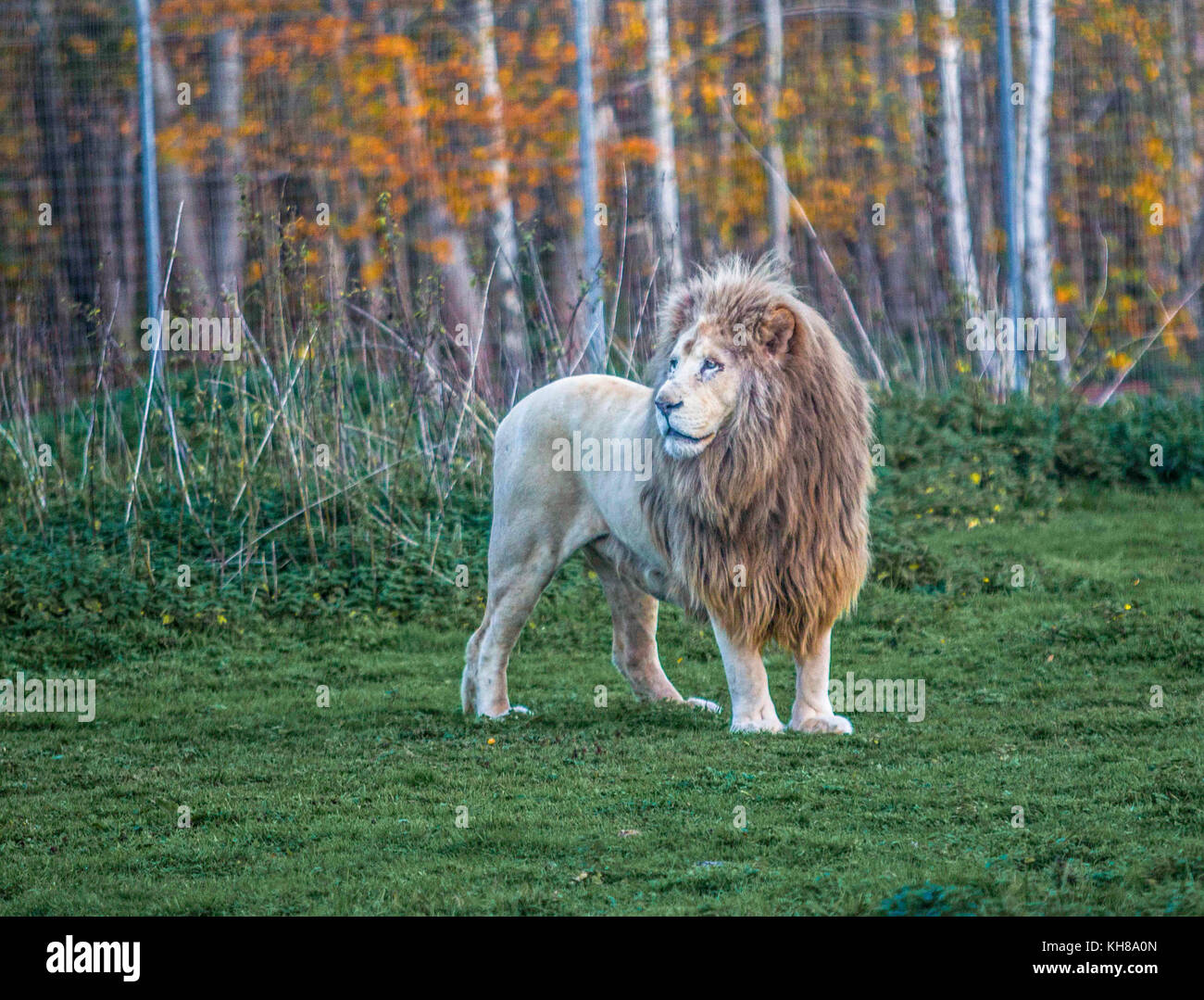 Male White Lion Stock Photo - Alamy