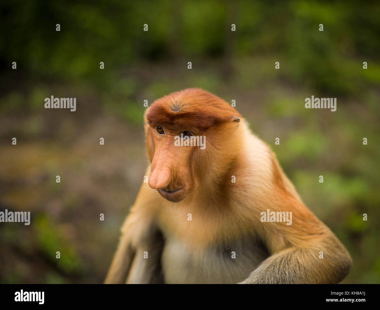 Malaysia, Nosy monkey, Nasalis larvatus, portrait, wildlife, natural ...