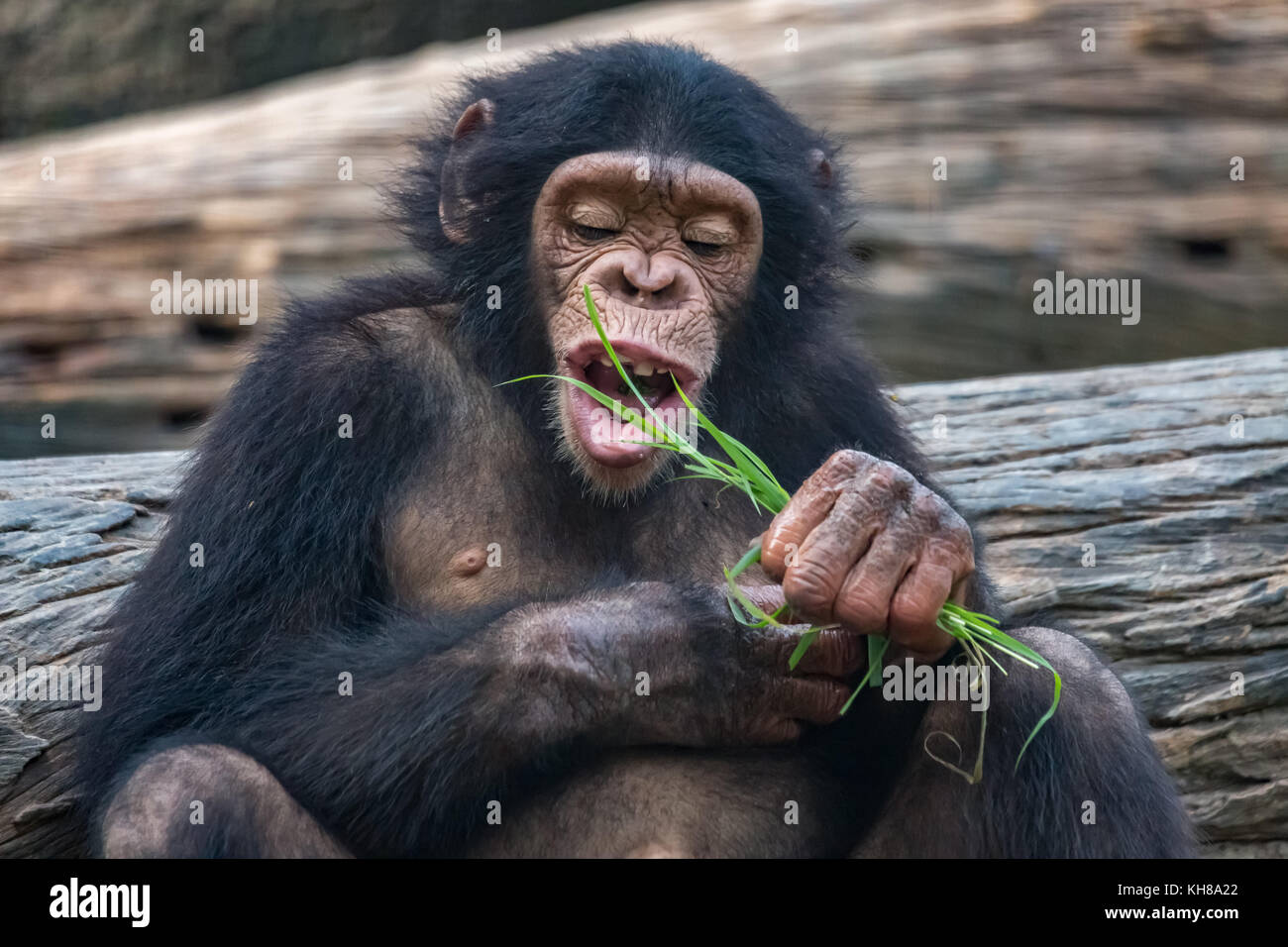 Chimpanzee in close up view eating grass. Chimps are primates that ...
