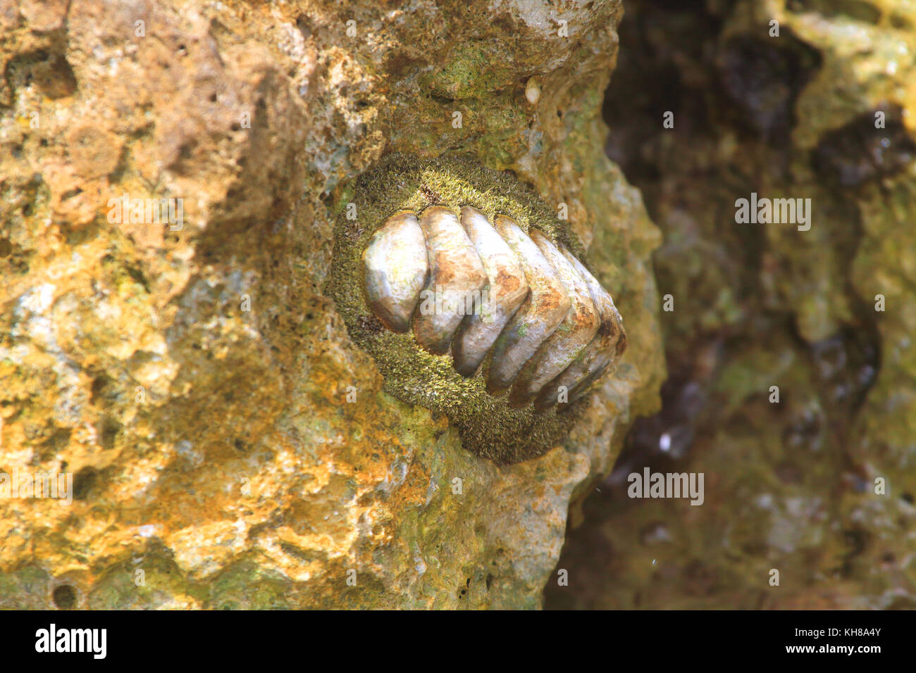 Chiton shell hi-res stock photography and images - Alamy