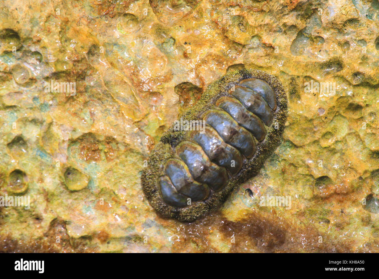 Chiton mollusc hi-res stock photography and images - Alamy