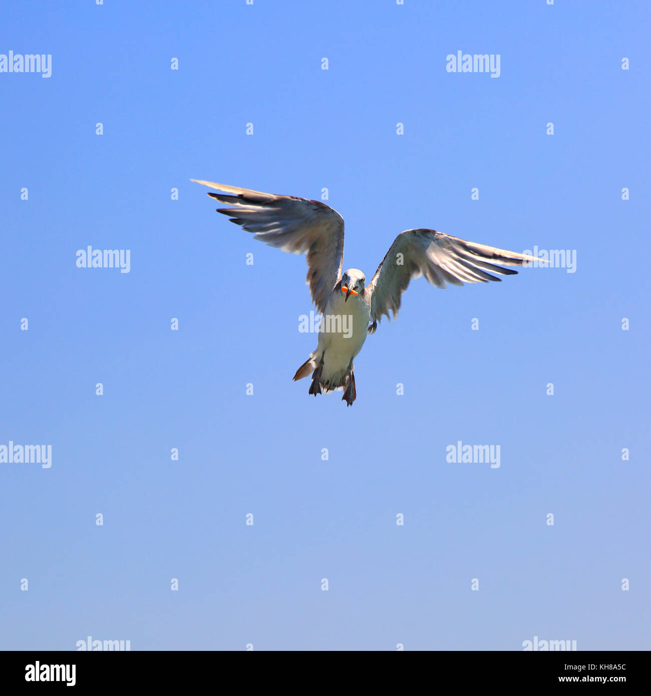 Seagul in a blue sky Stock Photo - Alamy
