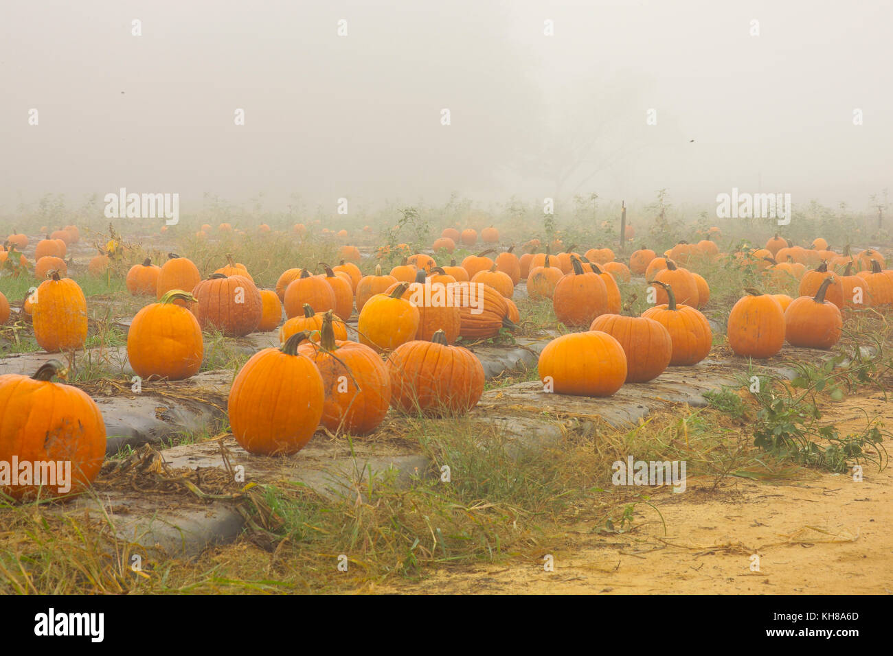 PUMPKINS IN FOGGY FIELD AT THE END OF THE SEASON ON WASHINGTON FARMS ...