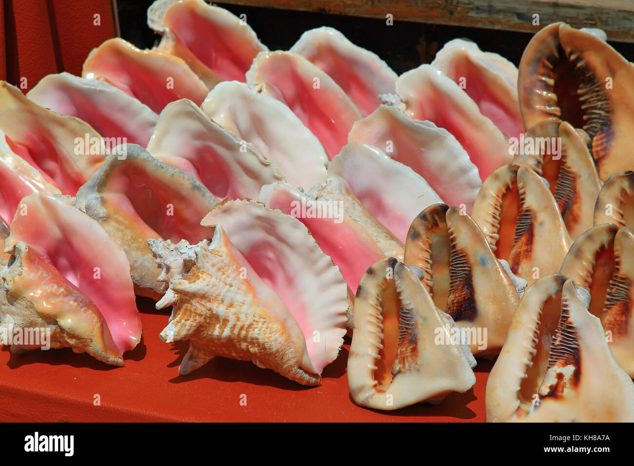 Mexico, Yucatan. Quintana Roo. Costa Maya. Majahual. Shells Stock Photo ...