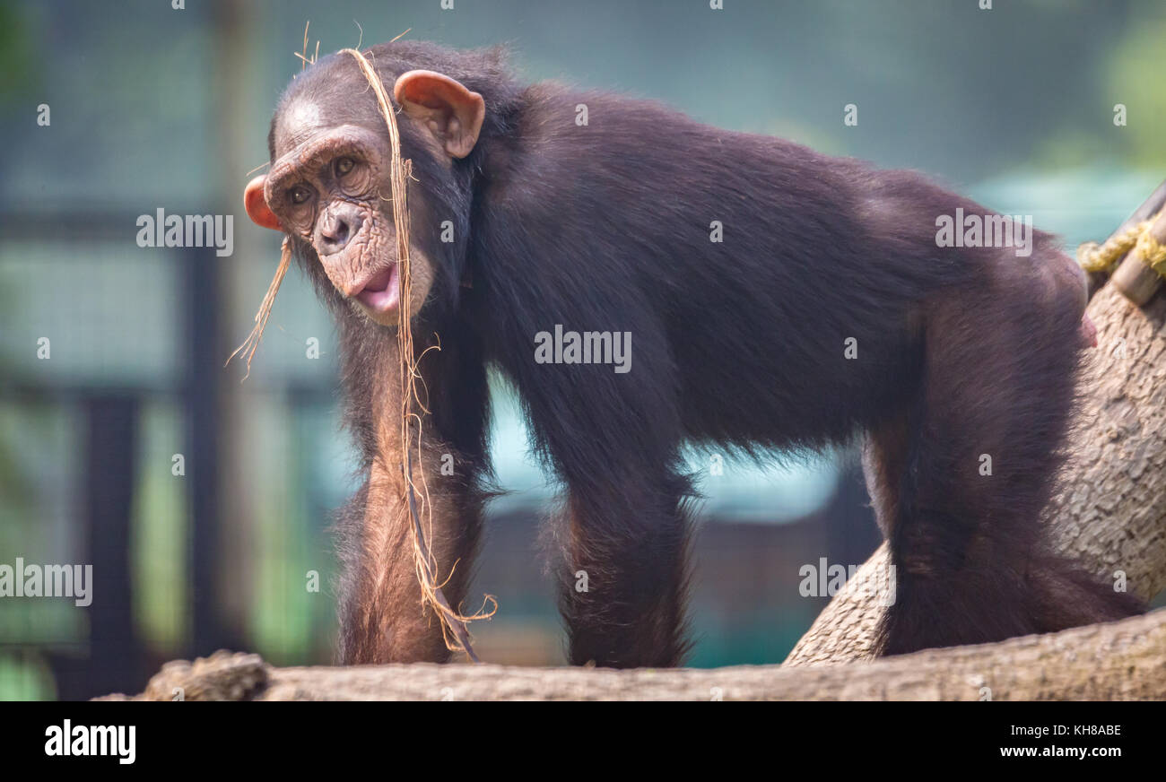 Chimpanzee in a playful mood. Chimps amongst all primates exhibit ...