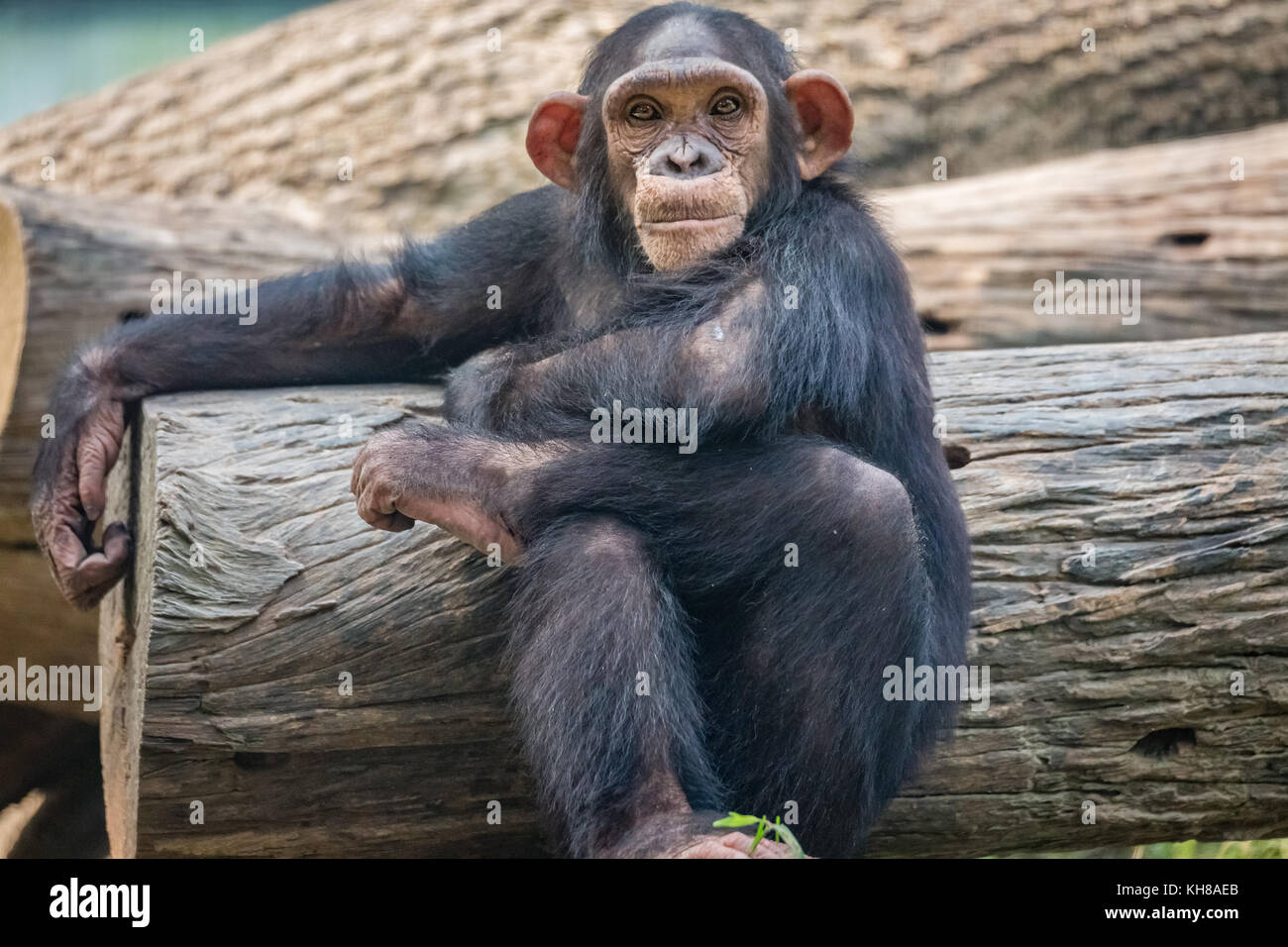 Chimpanzee in close up view with unique sitting posture Stock Photo - Alamy
