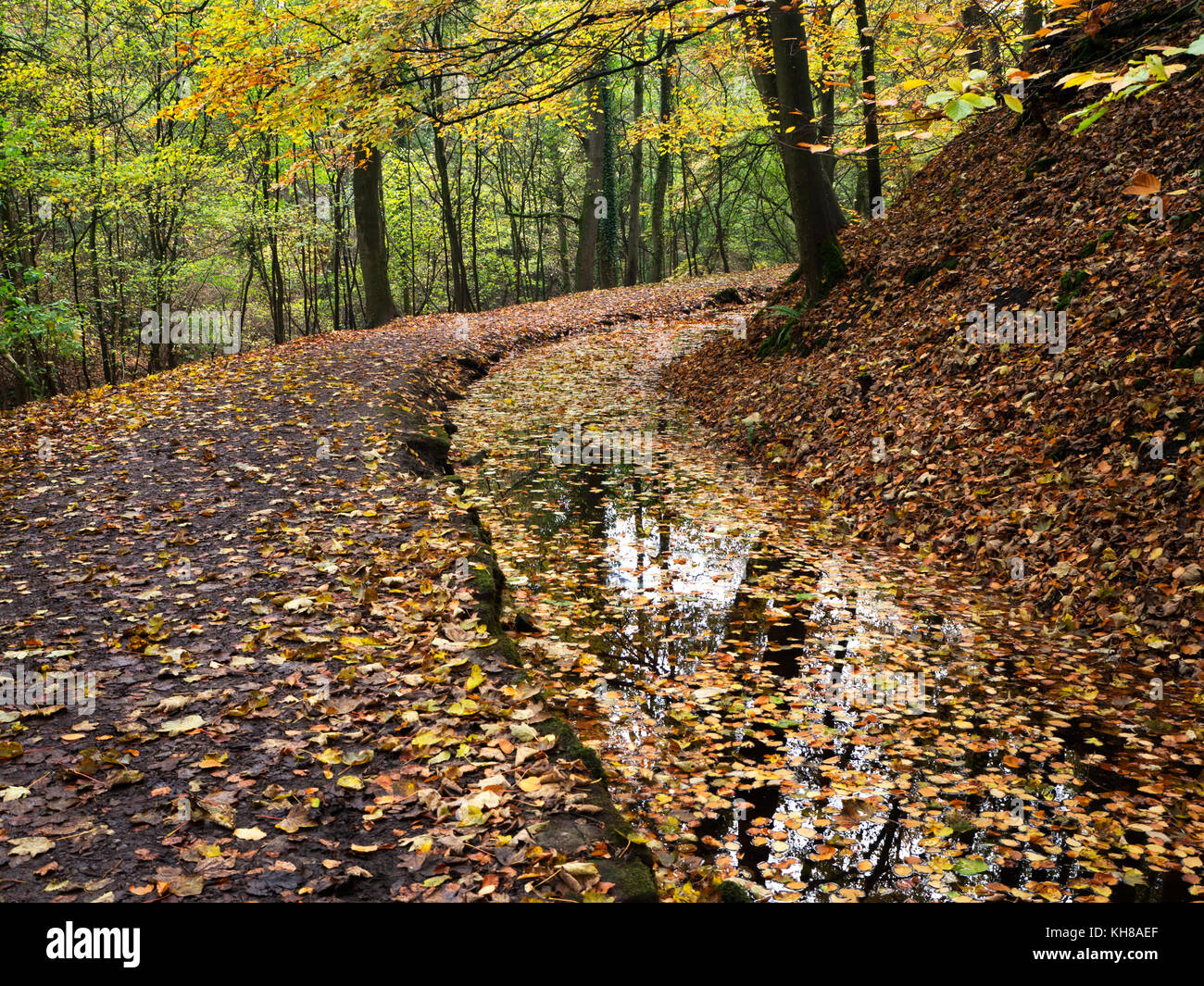 Fallen Autumn Leaves in the Mill Leat in Skipton Castle Woods at ...