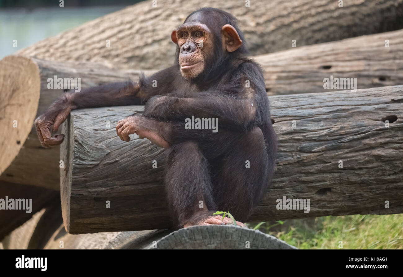 Chimpanzee in close up view with unique sitting posture Stock Photo - Alamy