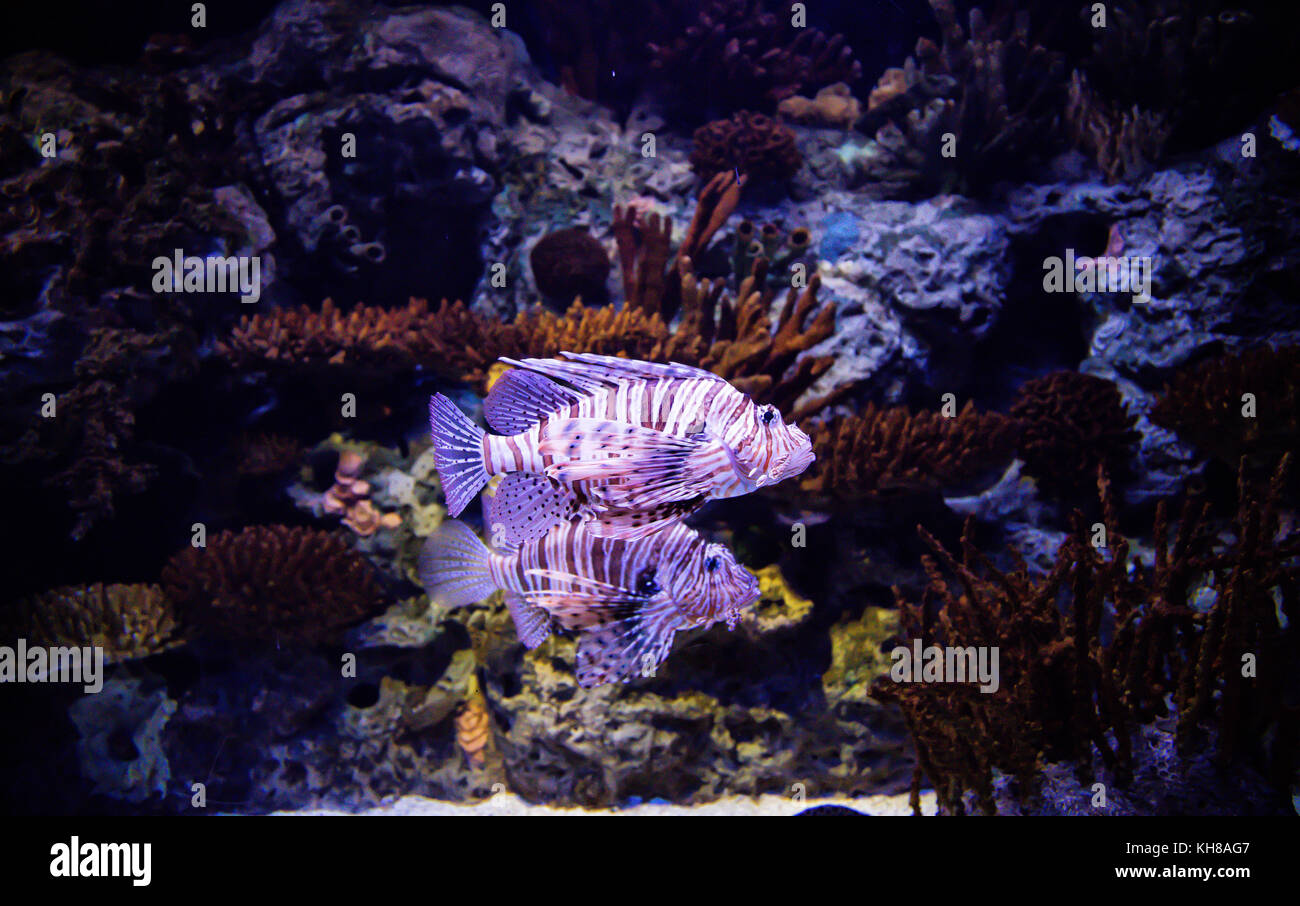 Lionfish dragon aquarium in Lisbon, Portugal Stock Photo - Alamy