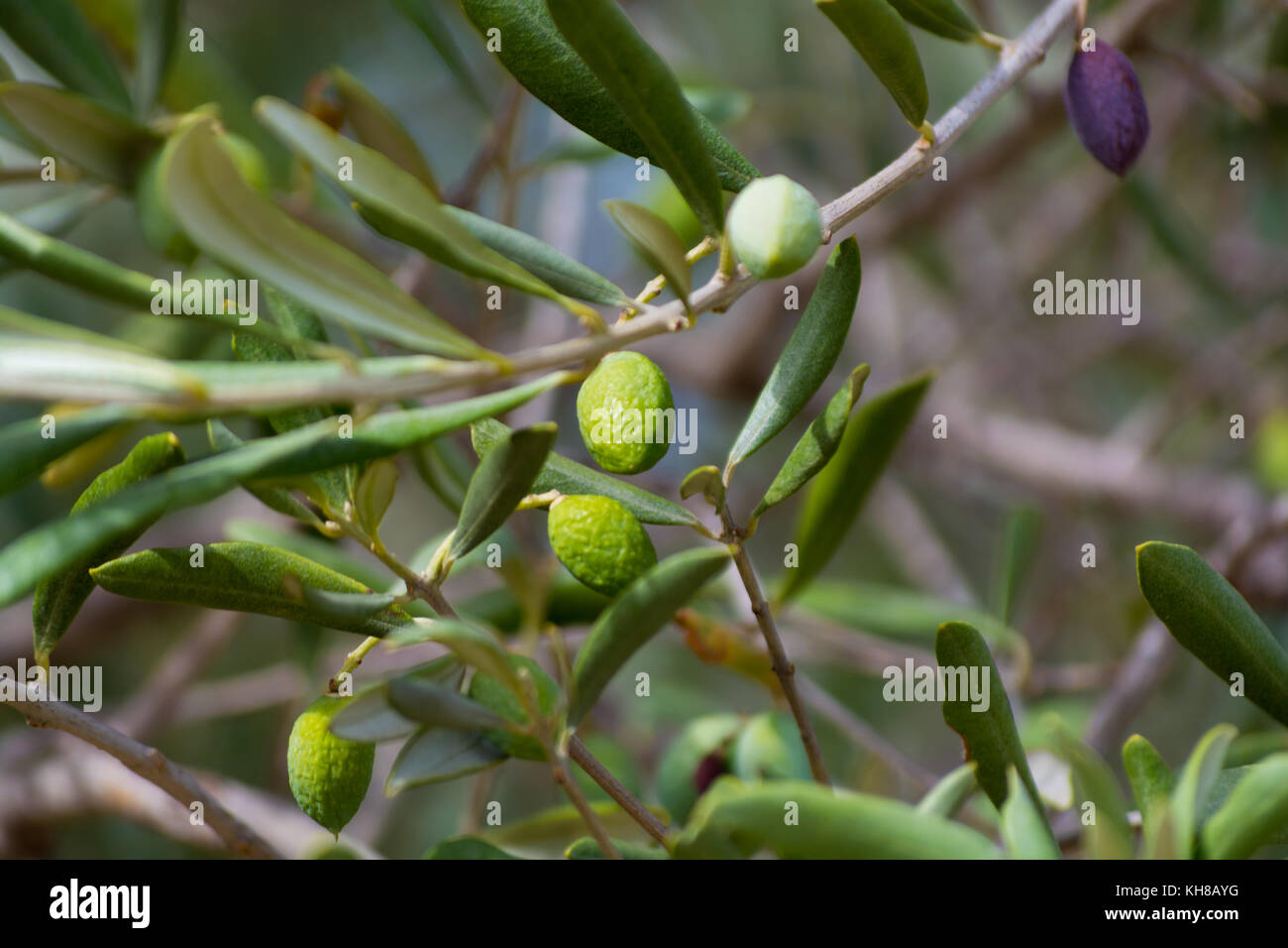 Ripe green olives on the tree, Provence, France Stock Photo - Alamy