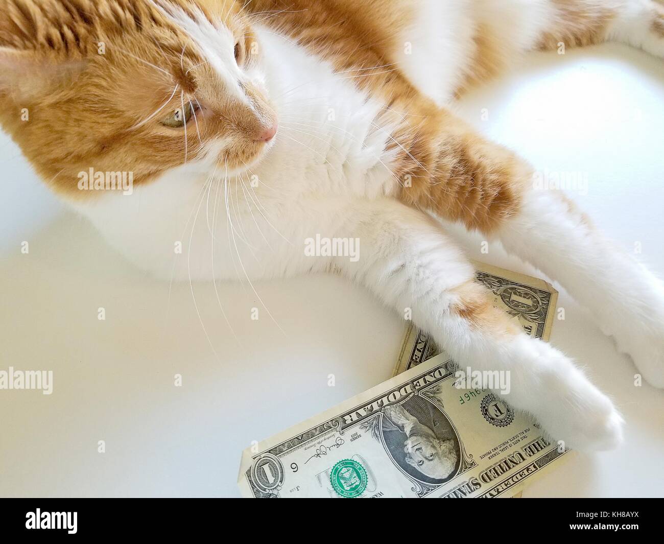 tabby cat laying on American dollar bills Stock Photo - Alamy