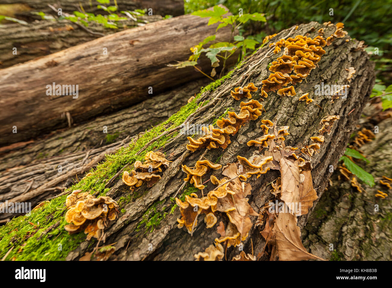 Closeup of fungus and moss growing on old rotten wood Stock Photo - Alamy