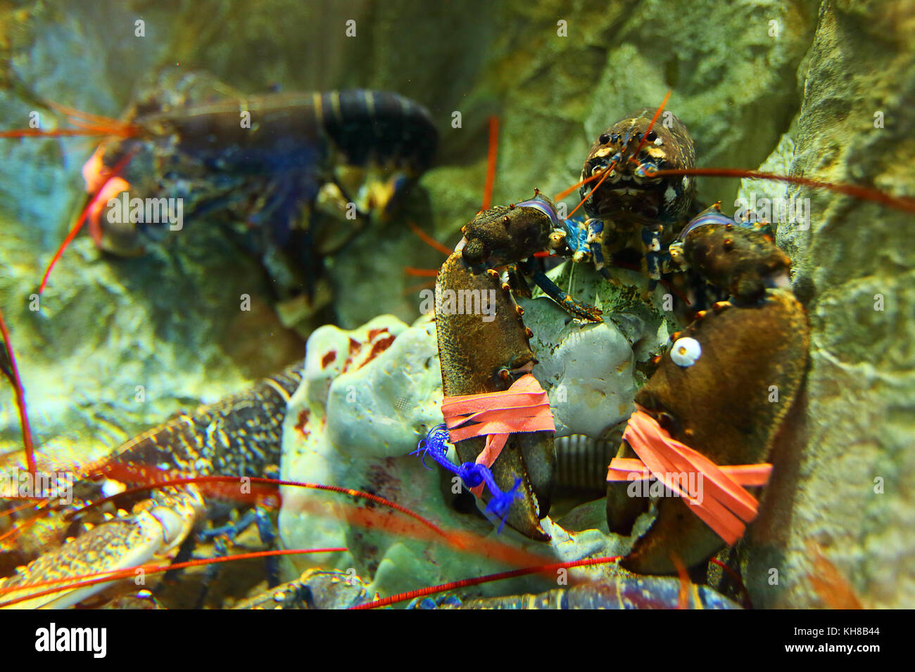 Lobster fish tank hi-res stock photography and images - Alamy
