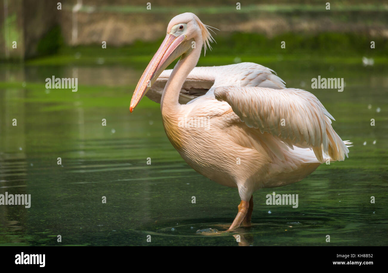 Great White Pelican wading through swamp water Stock Photo - Alamy