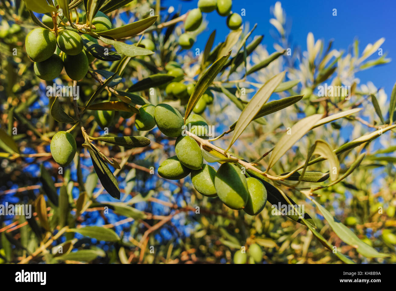 Ripe green olives on the tree, Provence, France Stock Photo - Alamy