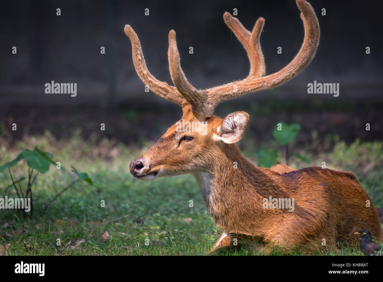 Indian deer hi-res stock photography and images - Alamy