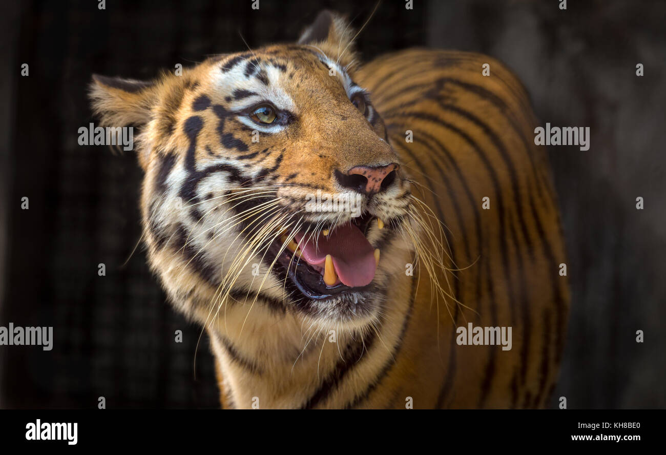 Royal Bengal Tiger in close up view. The Bengal Tiger is one of the ...
