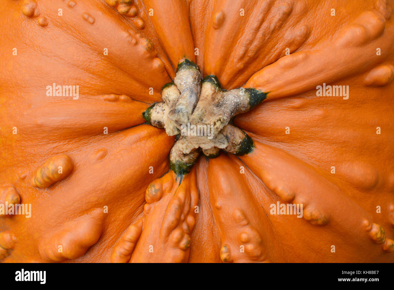 Lumpy pumpkin hi-res stock photography and images - Alamy