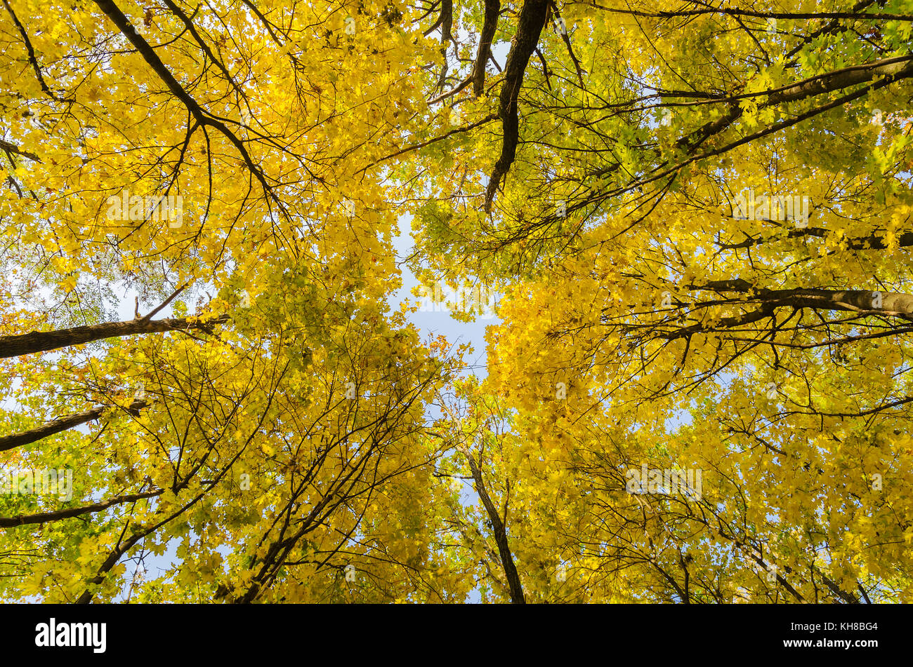 top of autumn trees in a forest Stock Photo - Alamy