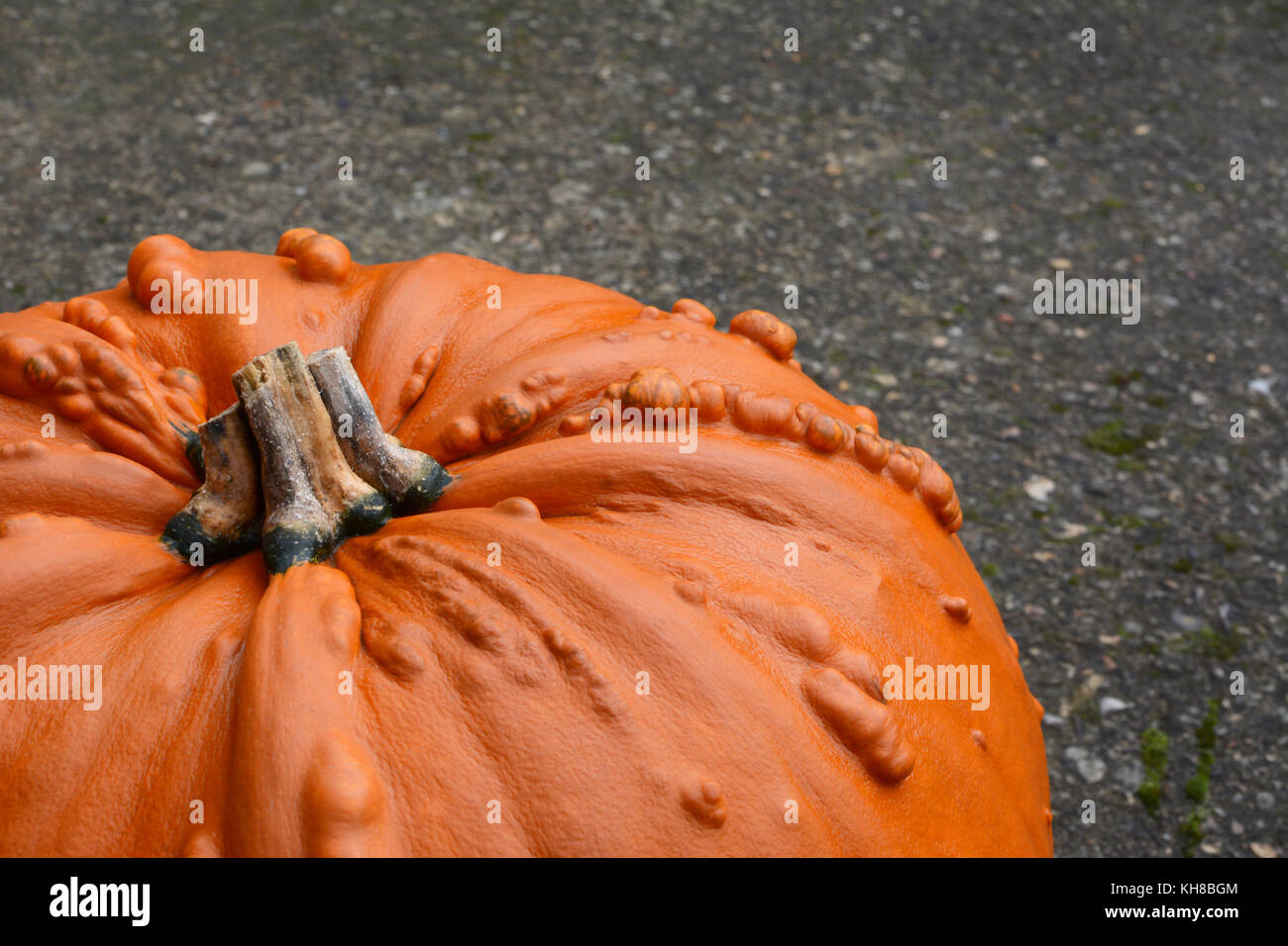 Warty squash hi-res stock photography and images - Alamy