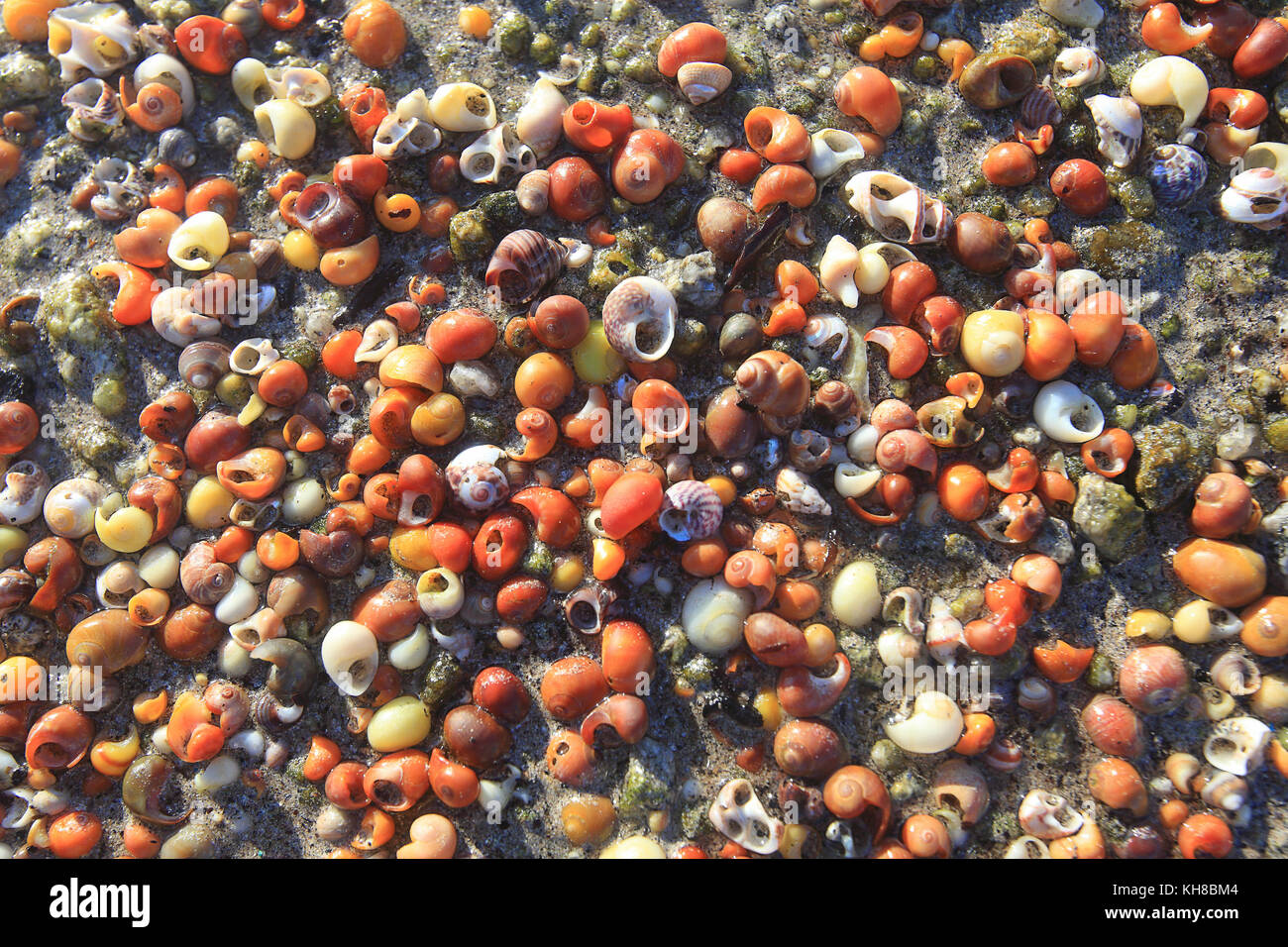 France, Brittany, Finistere. Shells Stock Photo - Alamy