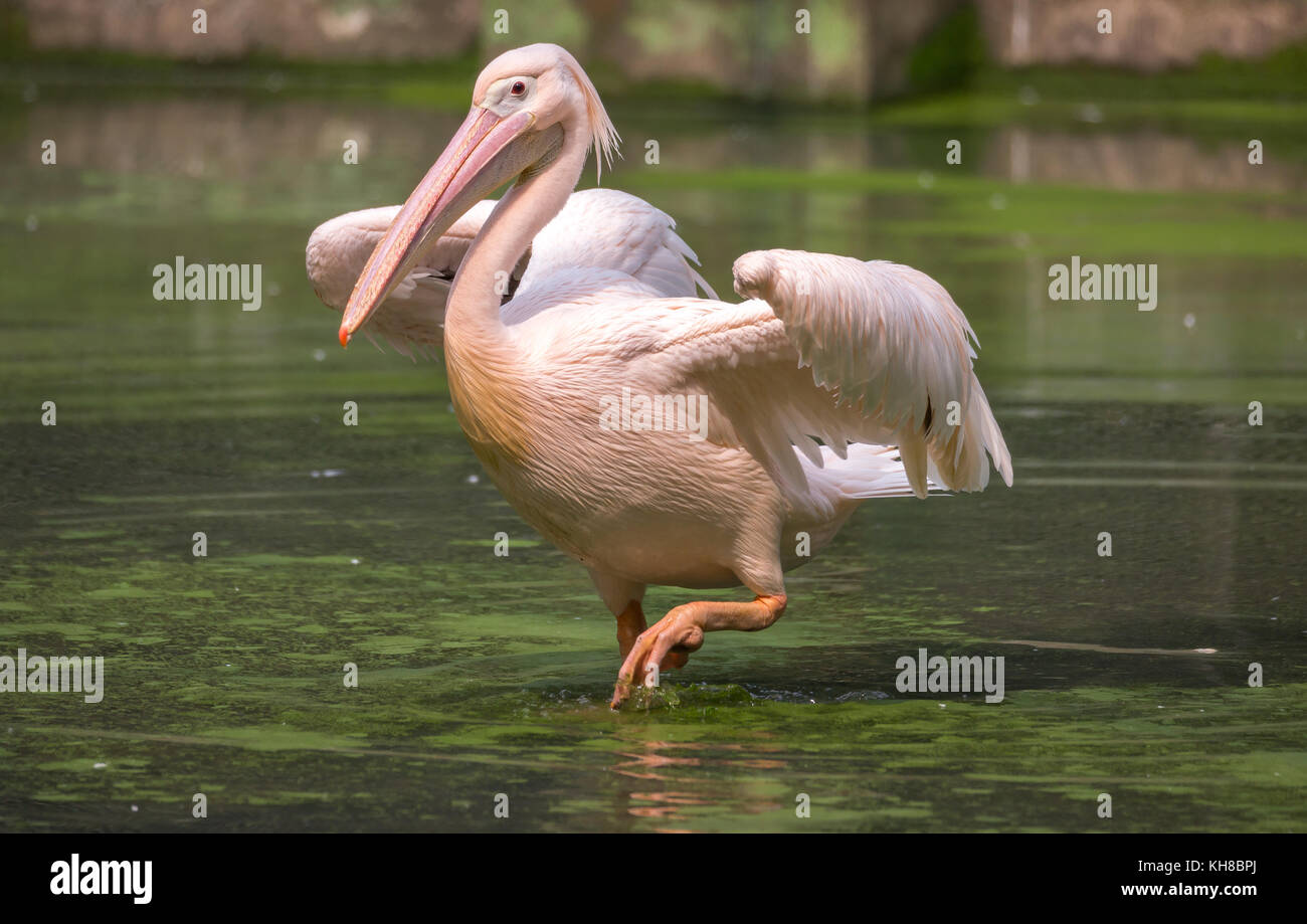 Great White Pelican wading through swamp water with wings spread Stock ...