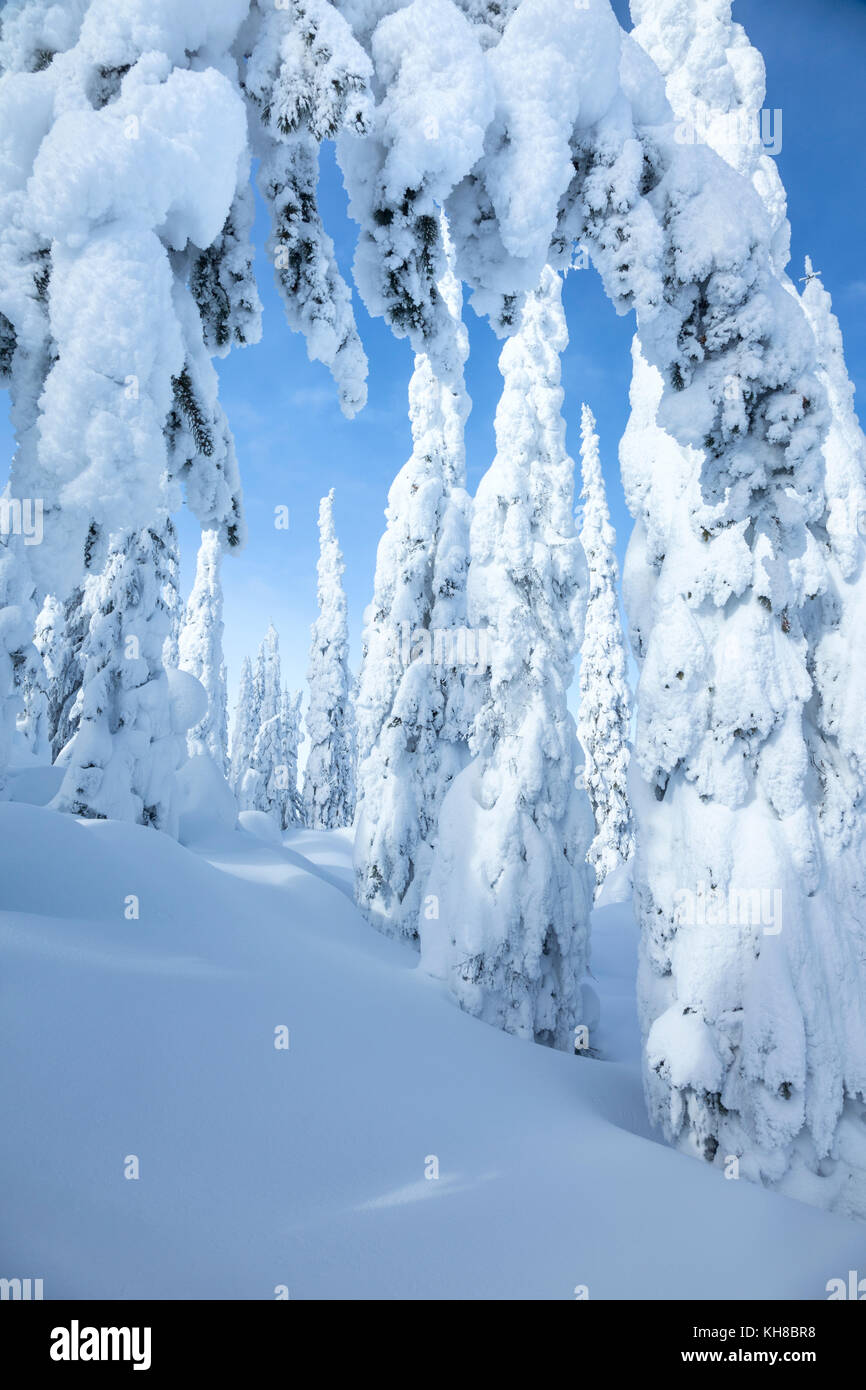 Conifers covered with snow hi-res stock photography and images - Alamy