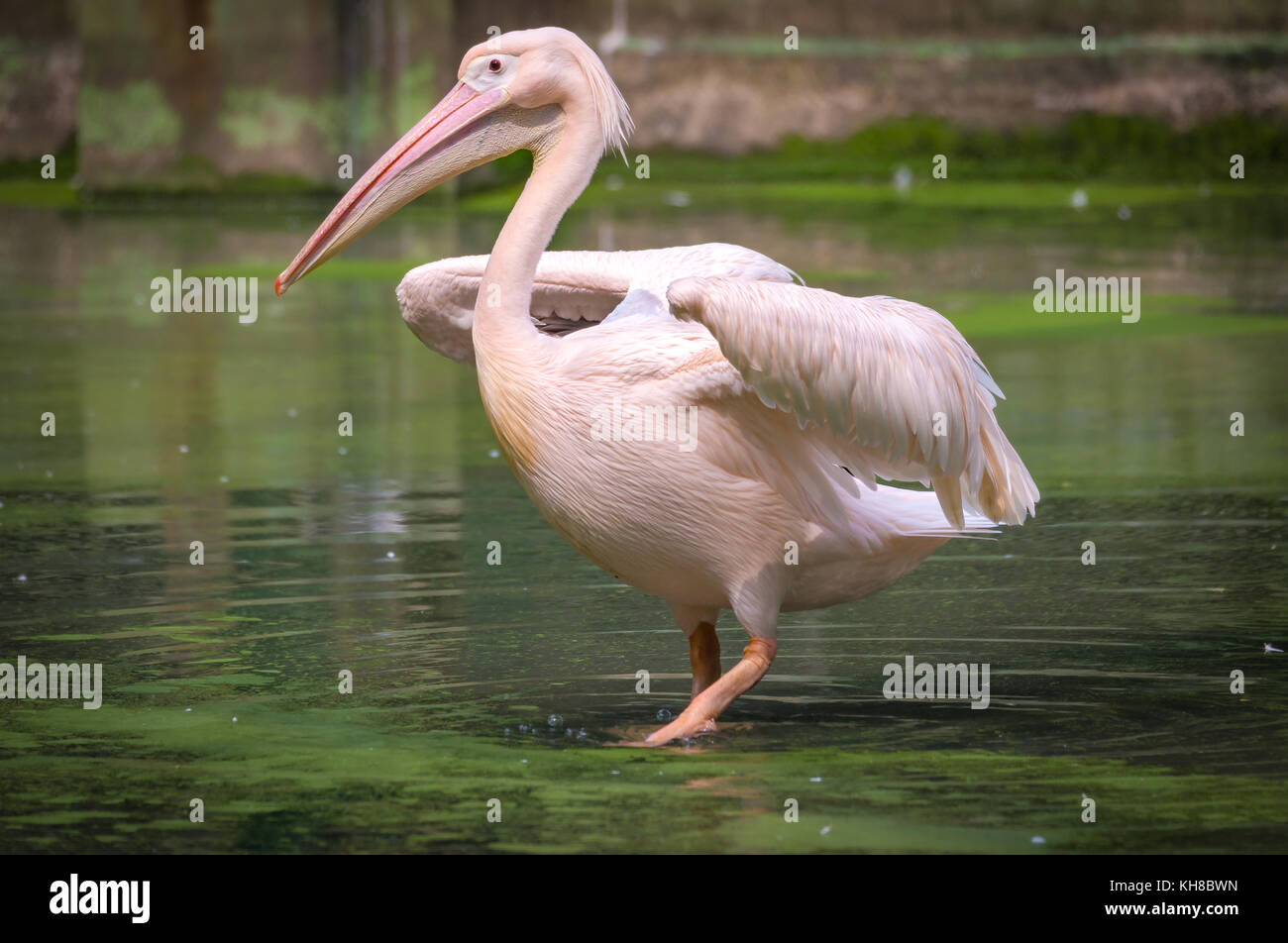 Great White Pelican wading through swamp water with wings spread Stock ...