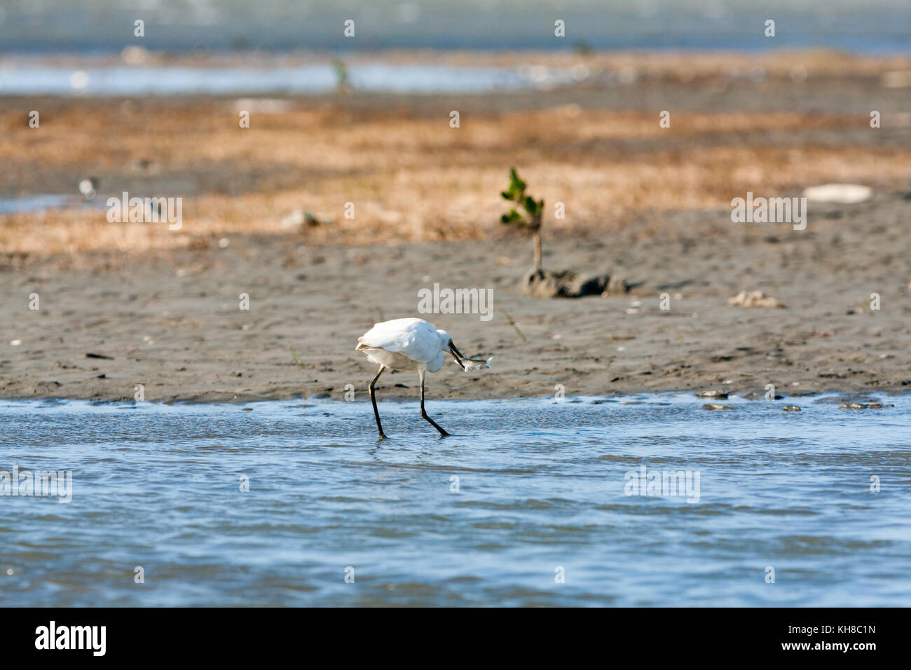 Little egret (Egretta garzetta) bird chasing prey, catching fish in ...