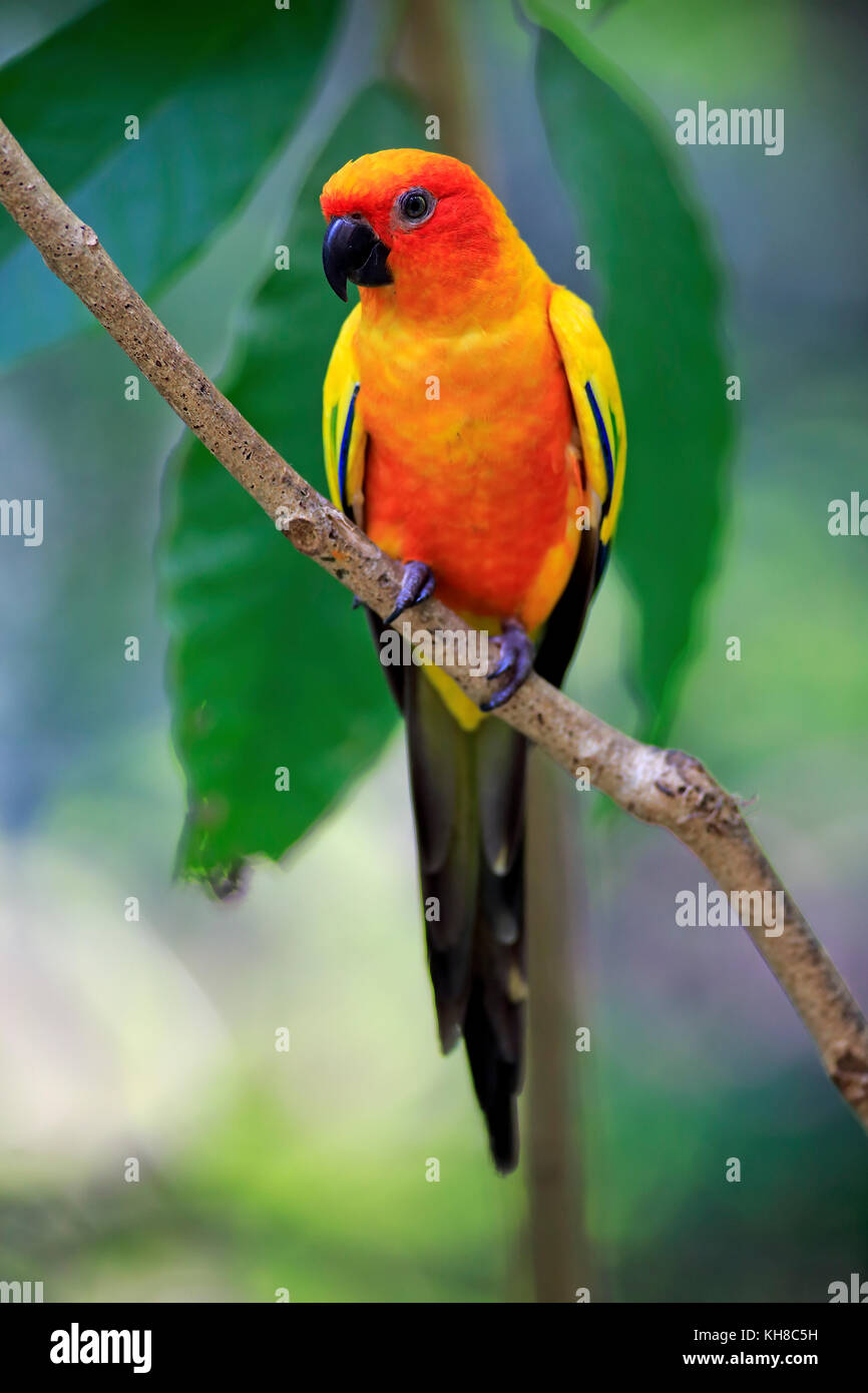 Sun conure (Aratinga solstitialis), adult on branch, captive ...