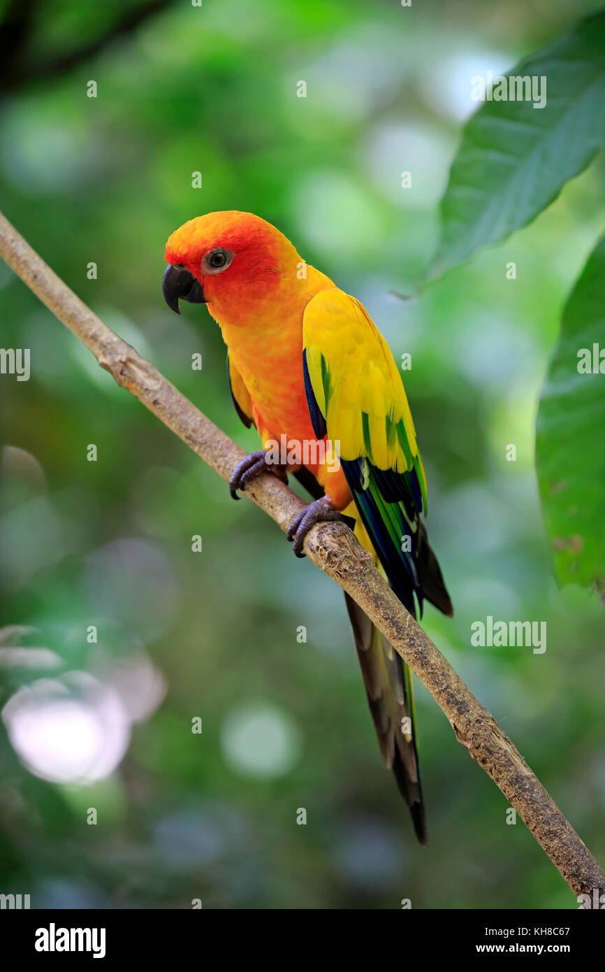 Sun conure (Aratinga solstitialis), adult on branch, captive ...