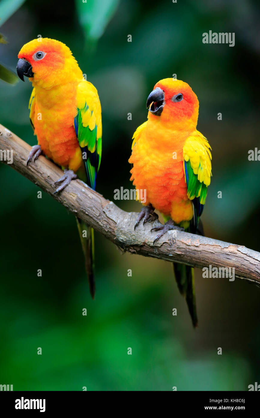 Sun conure (Aratinga solstitialis), adult couple on branch, captive ...