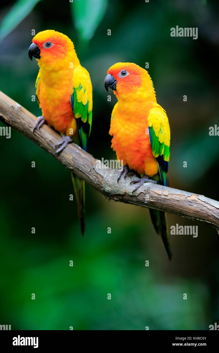 Sun conure (Aratinga solstitialis), adult couple on branch, captive ...