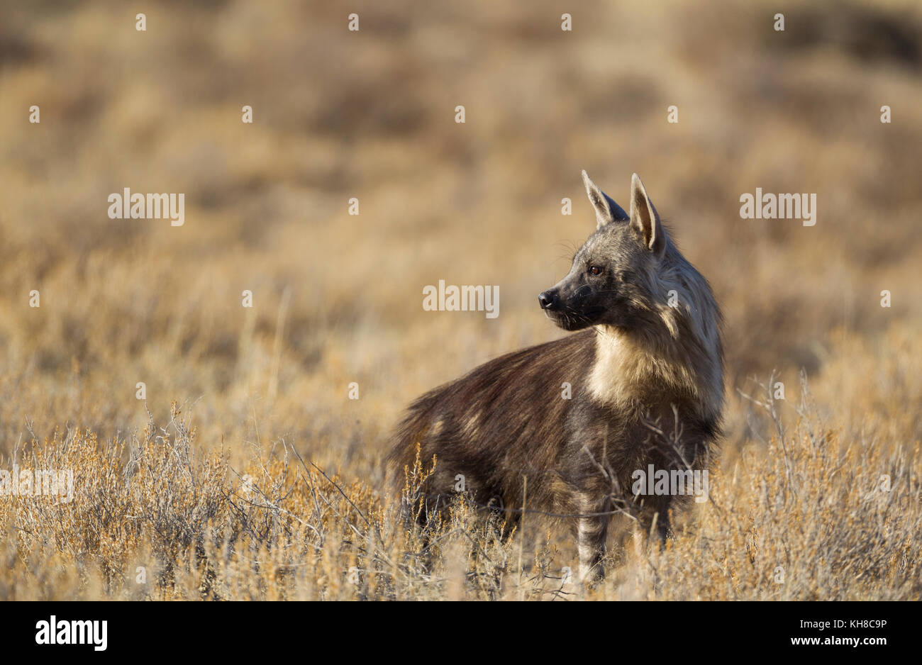 Brown hyena (Hyaena brunnea) in dry savanna, Kalahari Desert, Kgalagadi ...