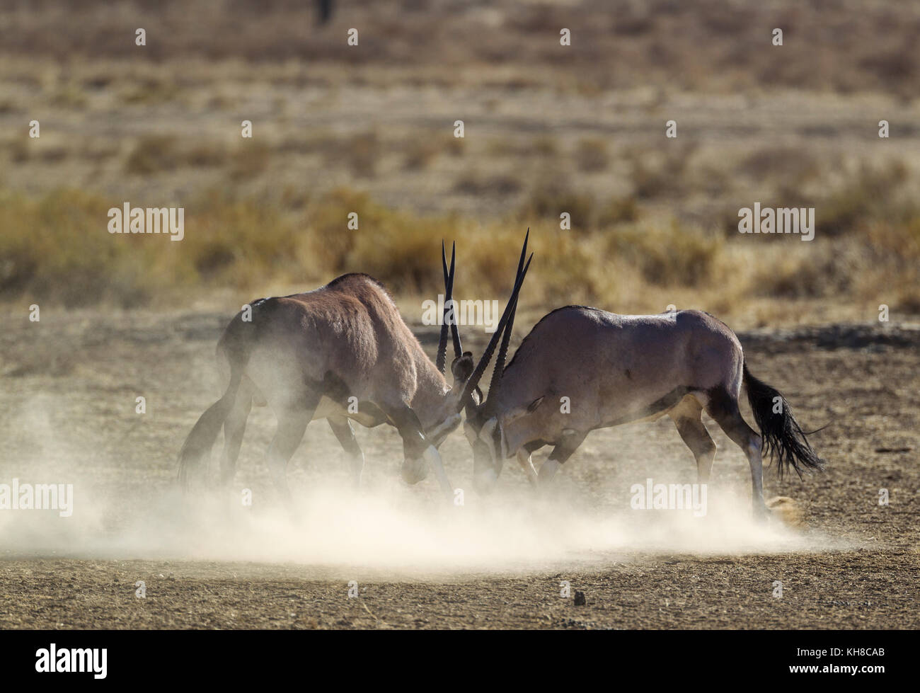Fighting gemsbok kalahari hi-res stock photography and images - Alamy