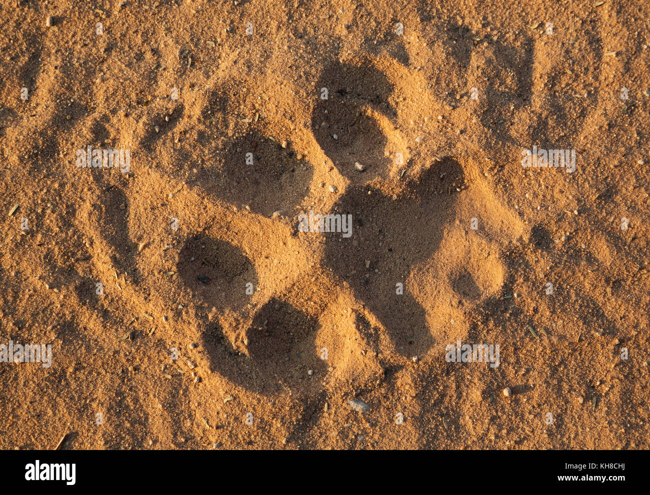 Lion footprint hi-res stock photography and images - Alamy