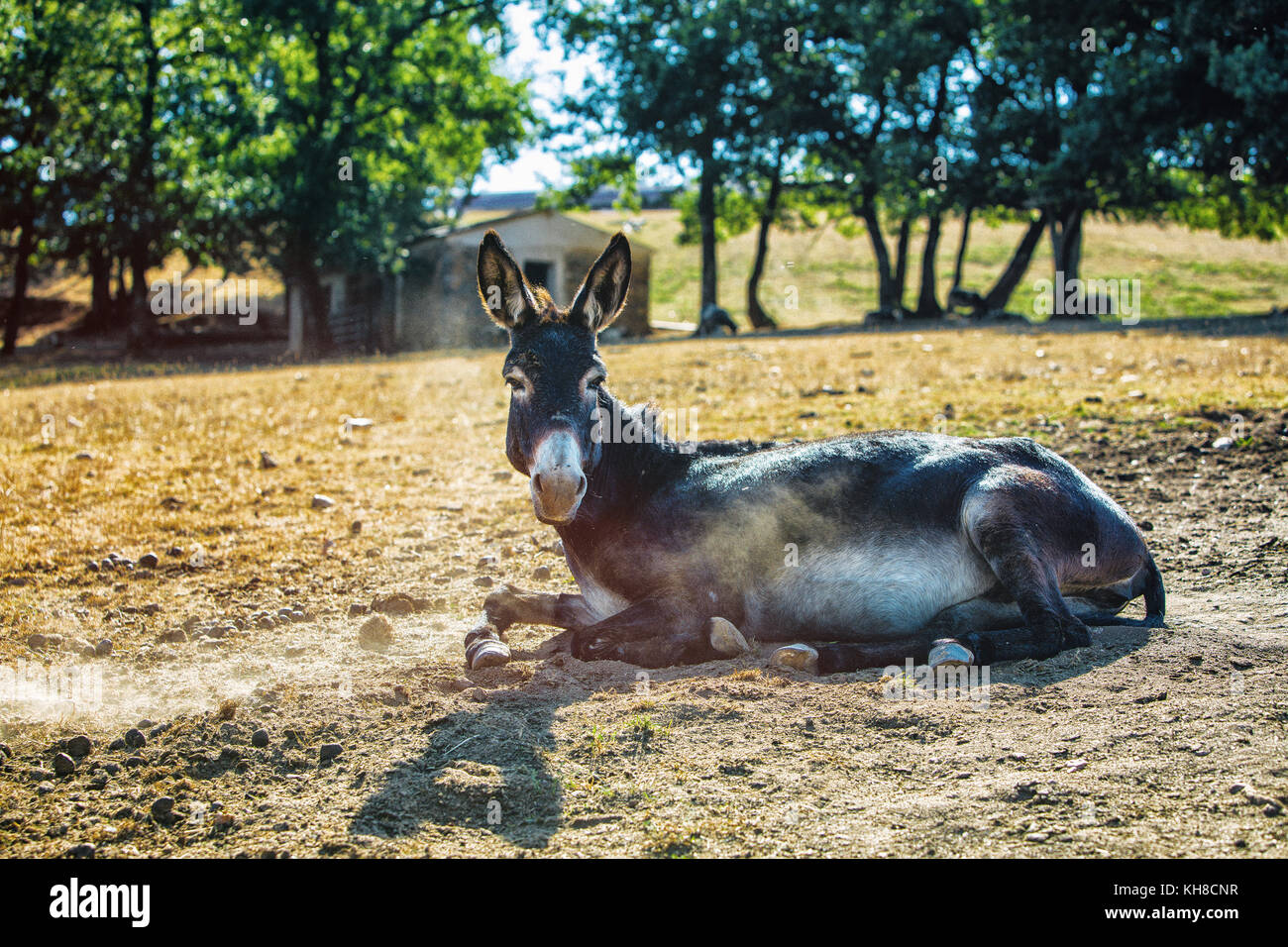 Donkey in its environment hi-res stock photography and images - Alamy