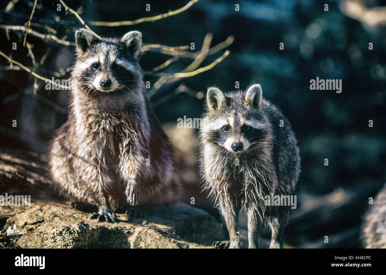 Two raccoons front view Stock Photo - Alamy
