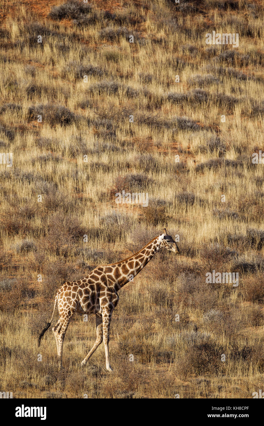Southern Giraffe (Giraffa giraffa), male on grass-grown sand dune ...