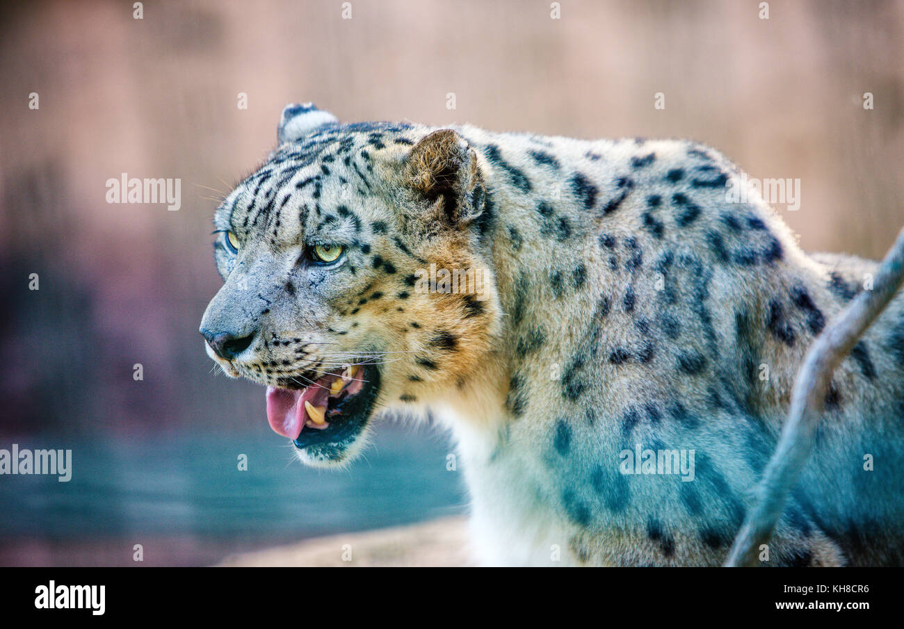 Portrait of a Snow Panther Stock Photo - Alamy