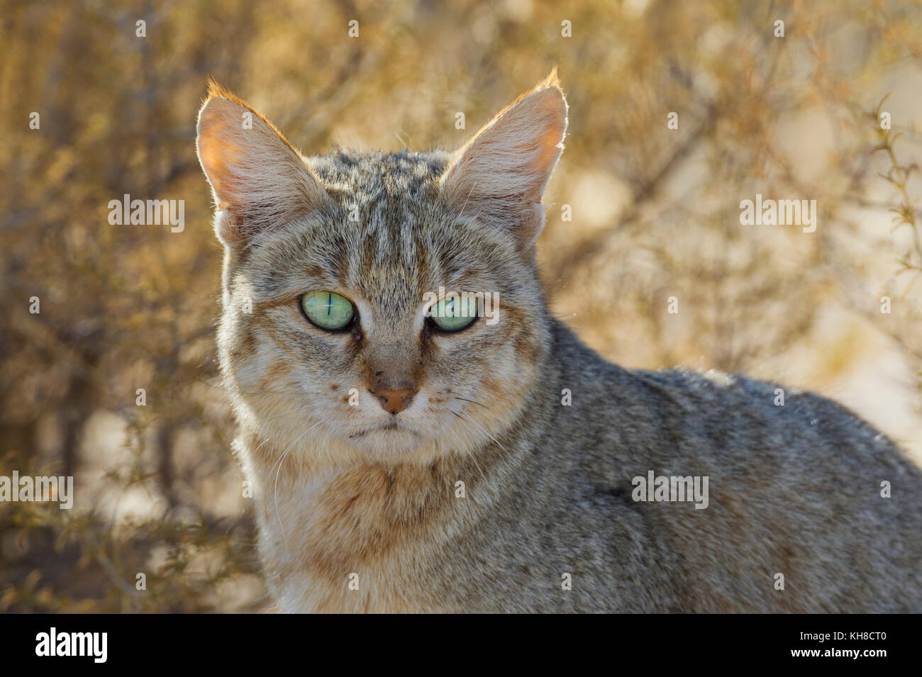 African Wild Cat Stock Photos & African Wild Cat Stock Images - Alamy