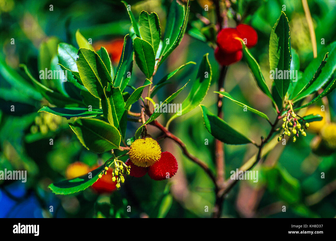 Strawberry tree with flowers and fruits Stock Photo - Alamy