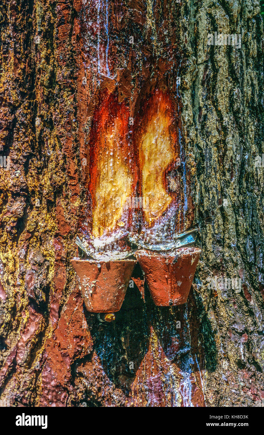 Resin tapping hi-res stock photography and images - Alamy