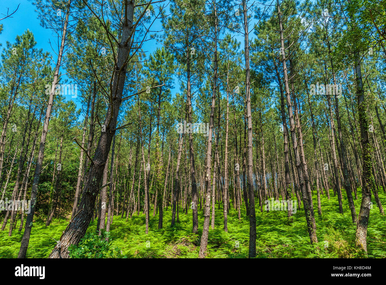 France, Landes, Mimizan, maritime pine forest Stock Photo - Alamy