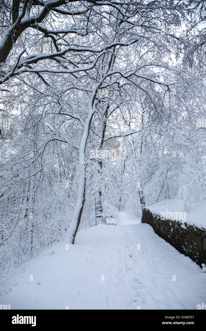 Beautiful winter snowy landscape in the park Stock Photo - Alamy