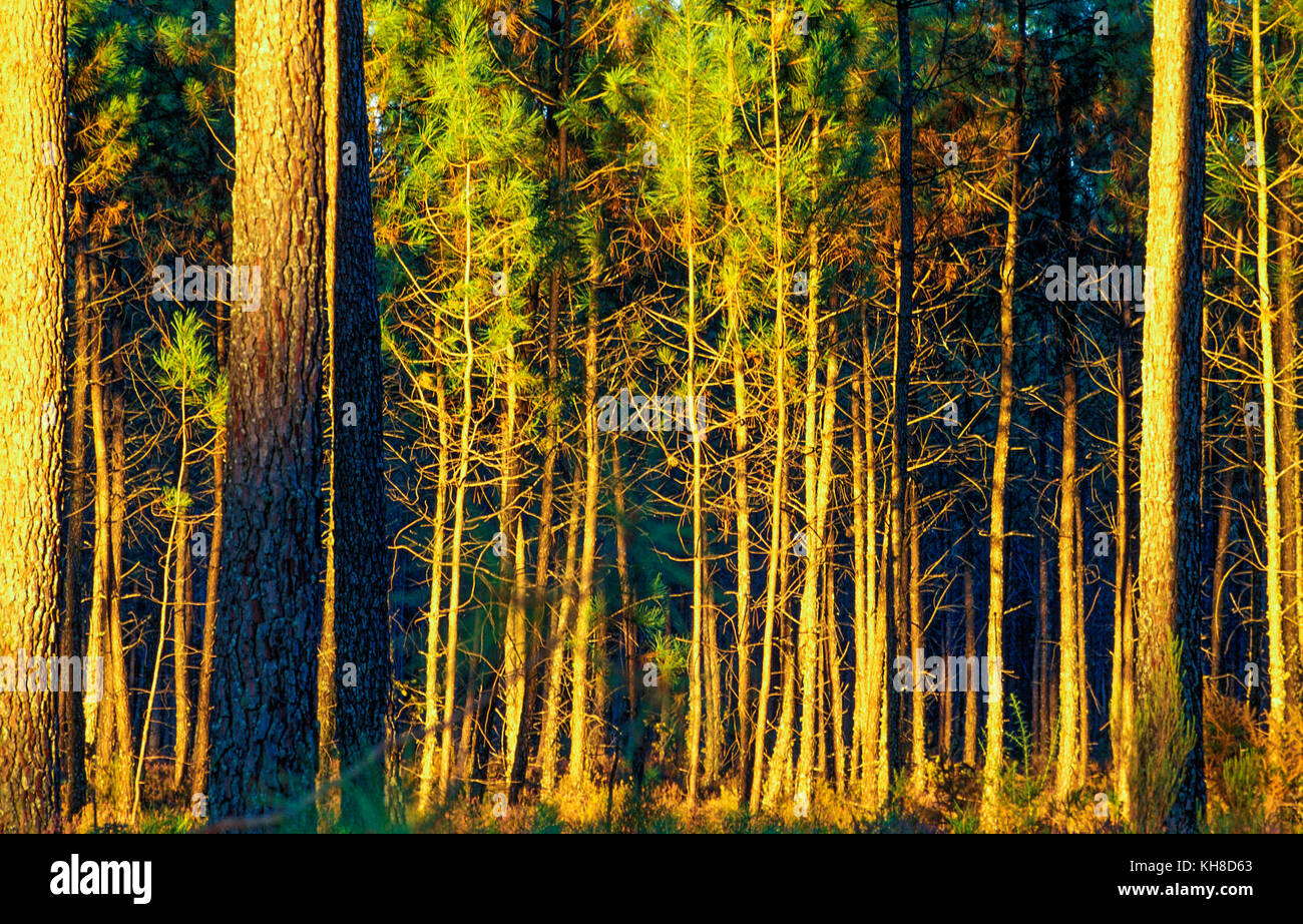 France, Landes, maritime pine forest at sunset Stock Photo - Alamy